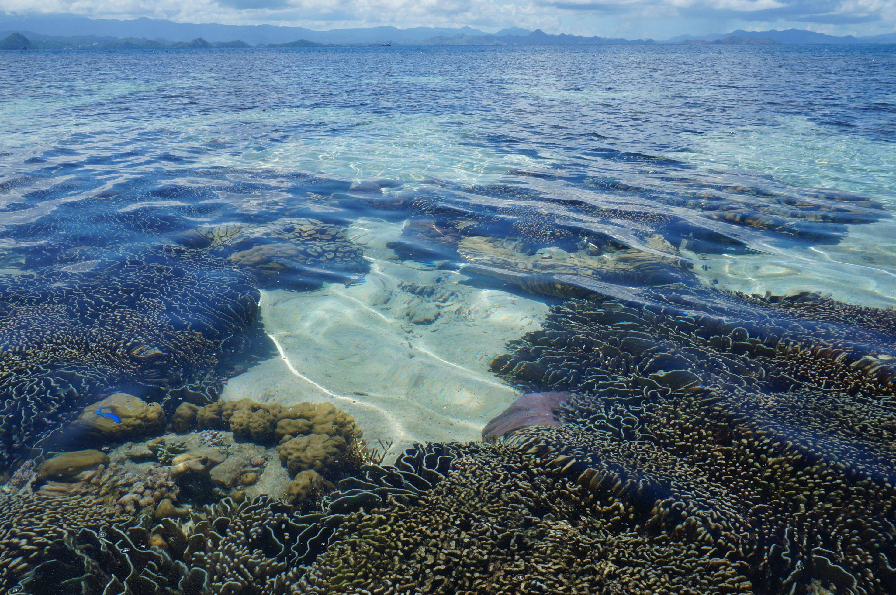 Coral reefs at low tide. Flores Sea, Indonesia. [OC] [4912 x 3264] | Scrolller