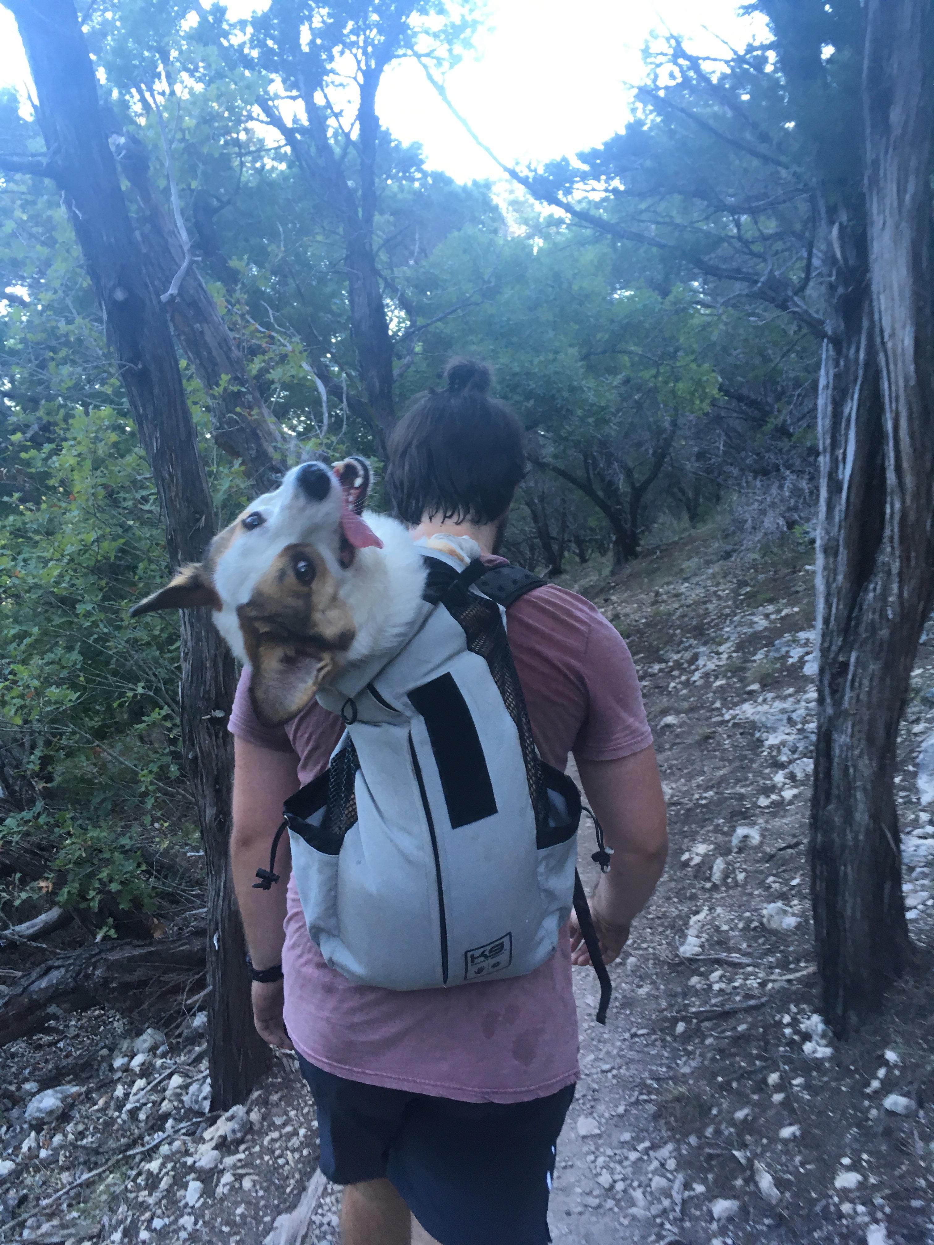 Discover more like Corgi: Corgi backpack from our hike... He was slightly too long but overall ...
