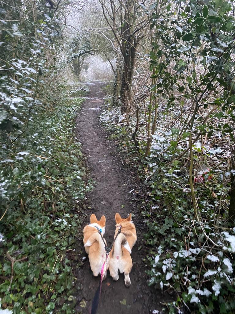 Corgi pups, frosty path | Scrolller