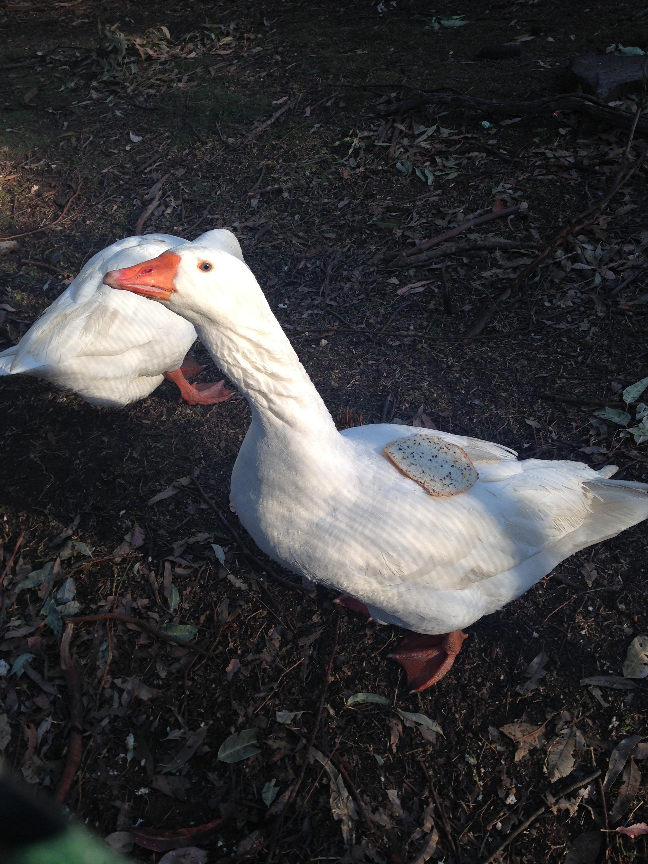 Cornelius, thicc goose Boi, thick skull | Scrolller