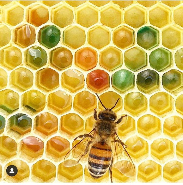 Cosmopolitan honeycomb | Scrolller