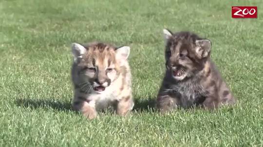 Cougar Cubbies | Scrolller