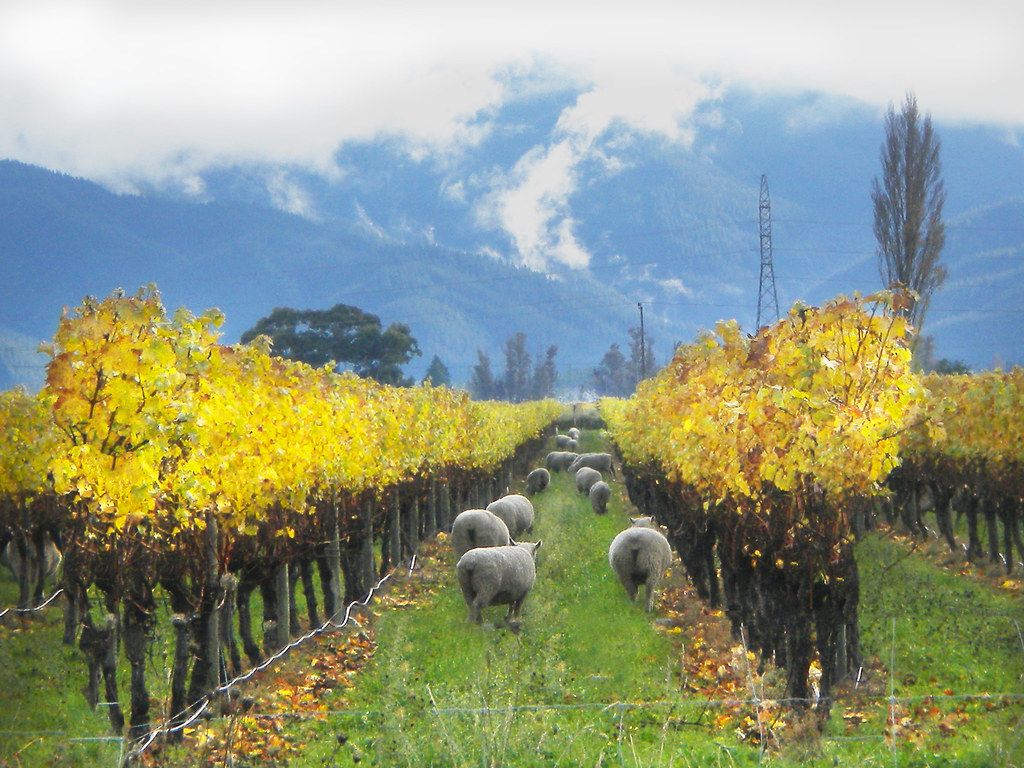 Counting Sheep Marlborough by Simon X [OS][1024x768] | Scrolller