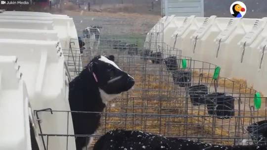 Cow catching snowflakes with her tongue | Scrolller