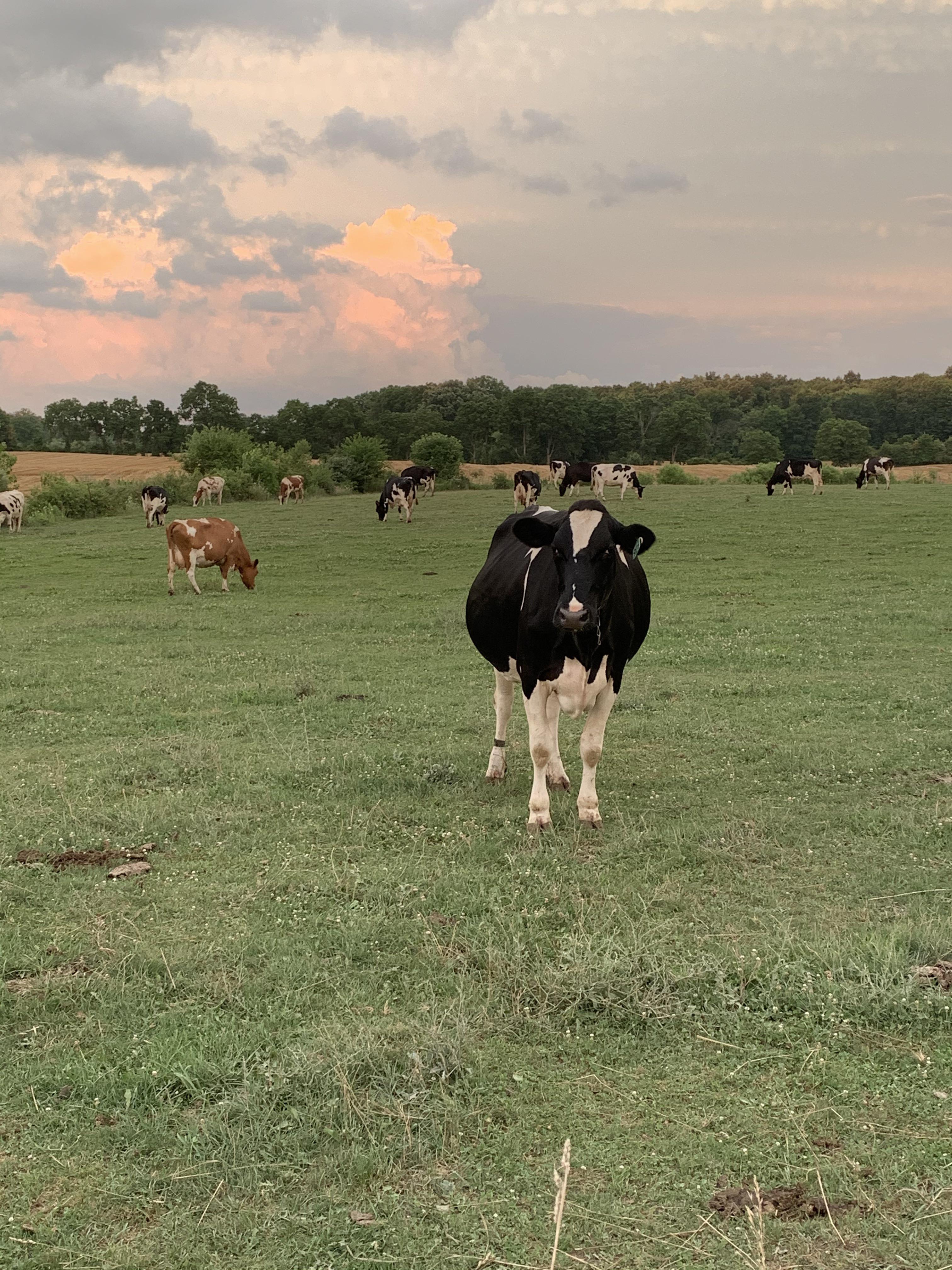 cows dancing in the moonlight | Scrolller