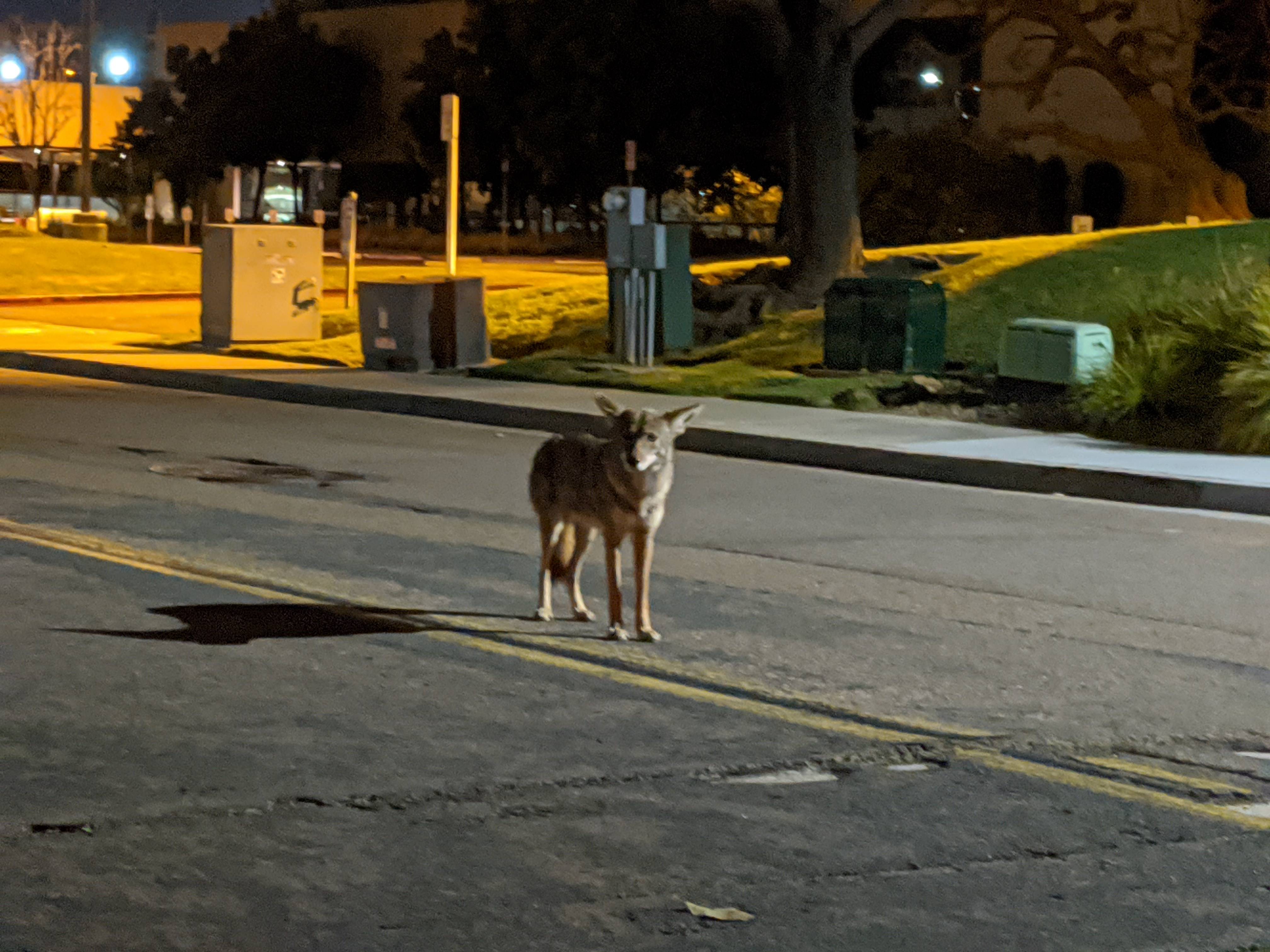 Coyote of Sorrento valley | Scrolller