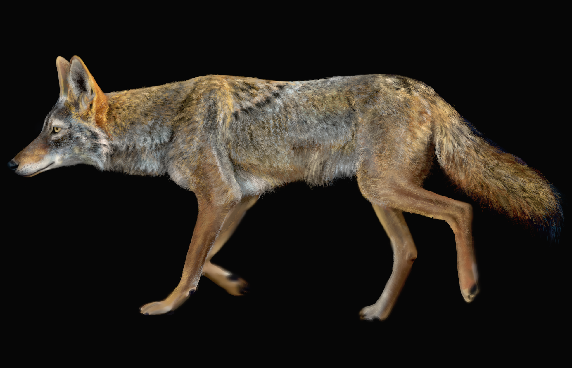 Coyote Study | Scrolller