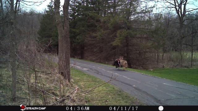 Coyote's tough on Turkey's | Scrolller