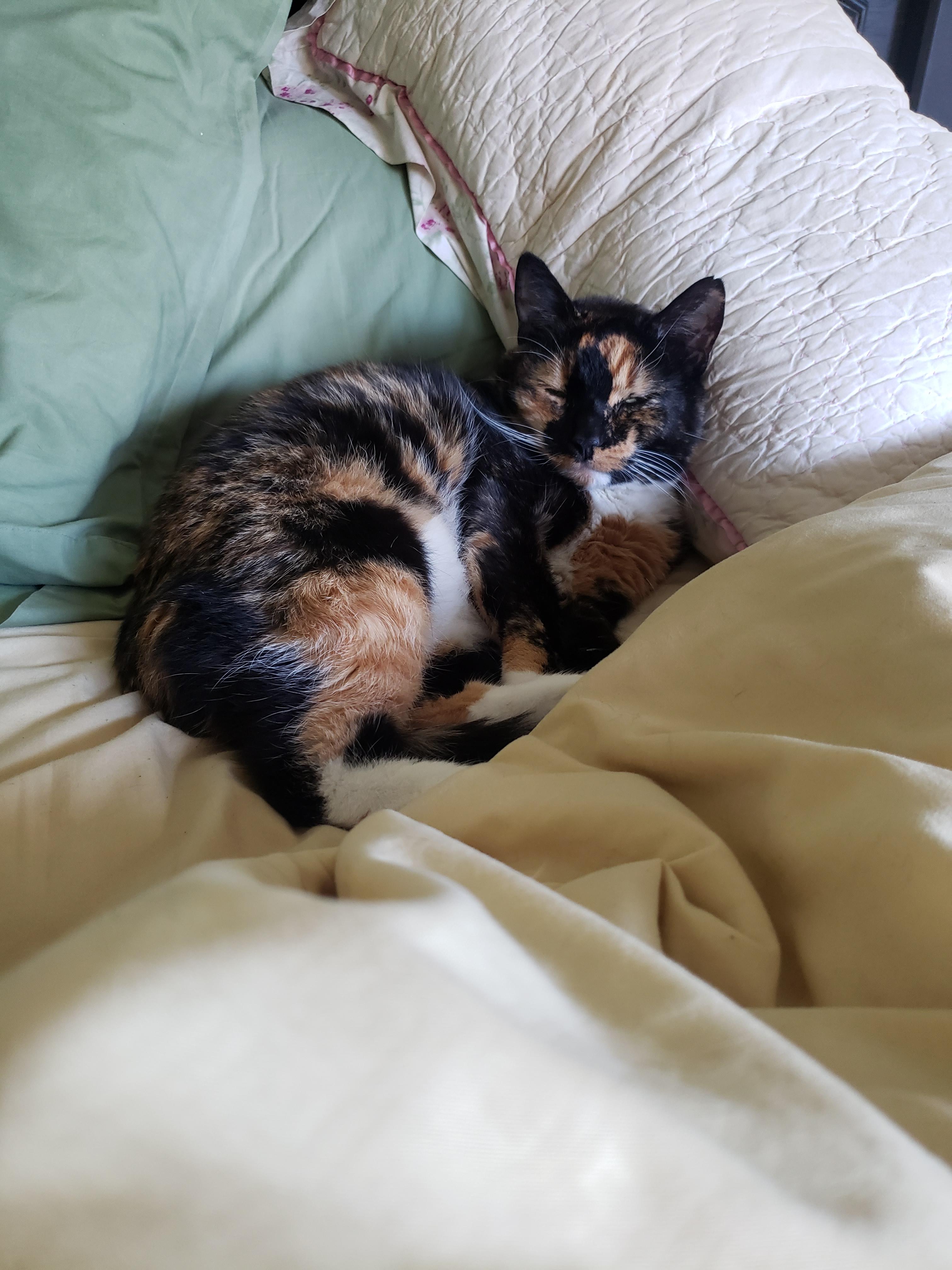 Cozy Calico! | Scrolller