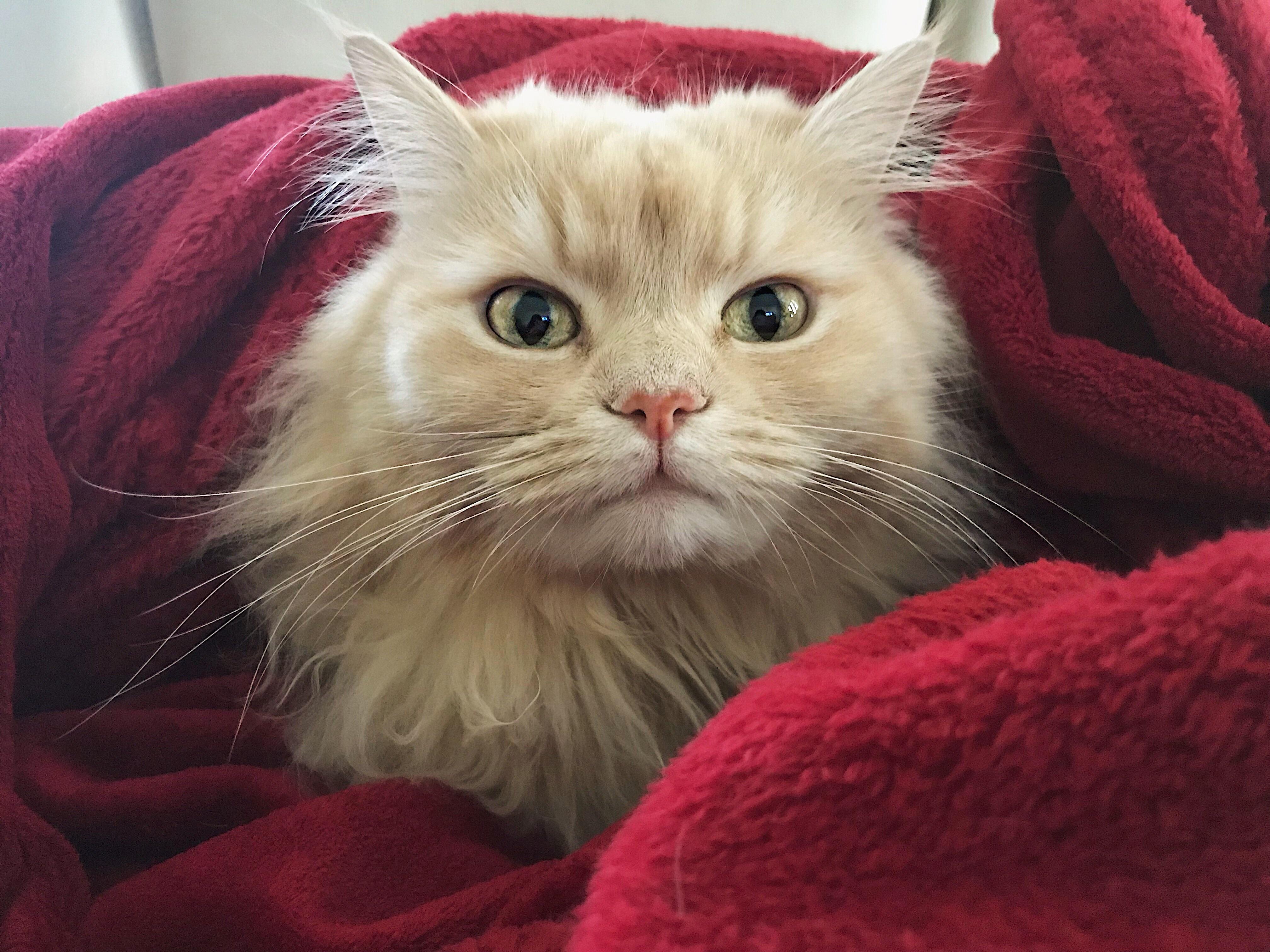 cozy floof | Scrolller