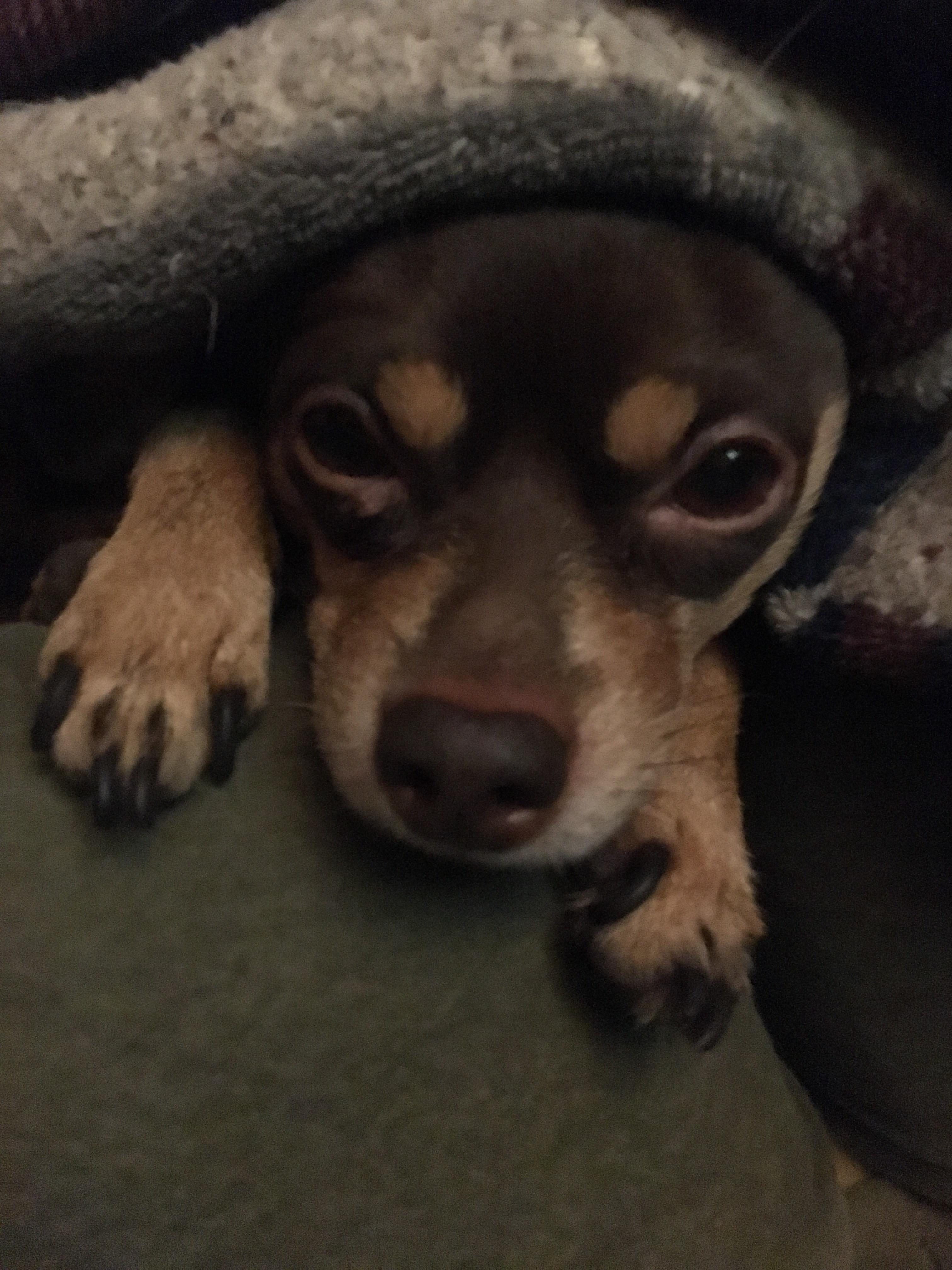 Cozy little Bean | Scrolller