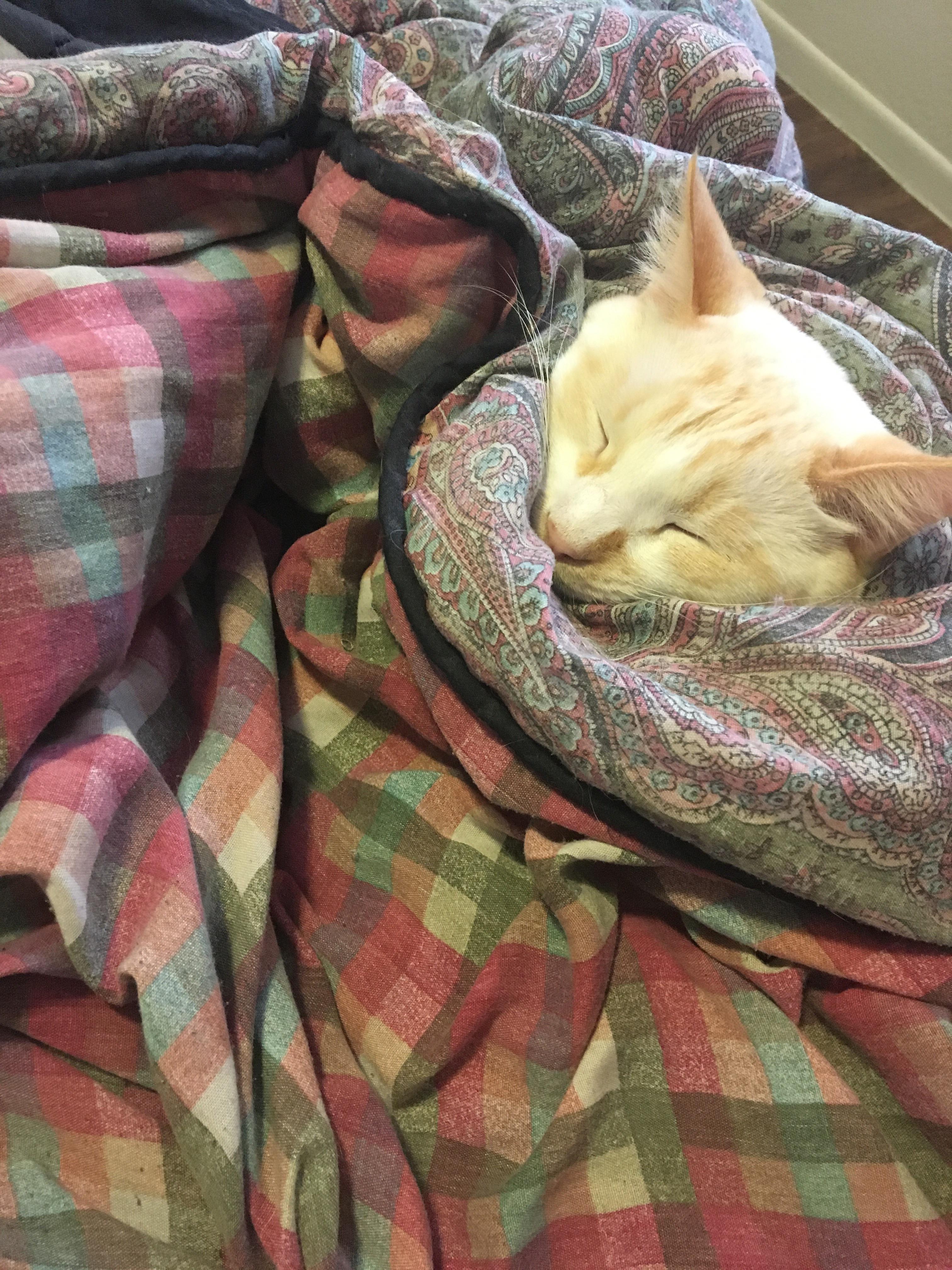 cozy macaroni kitten | Scrolller