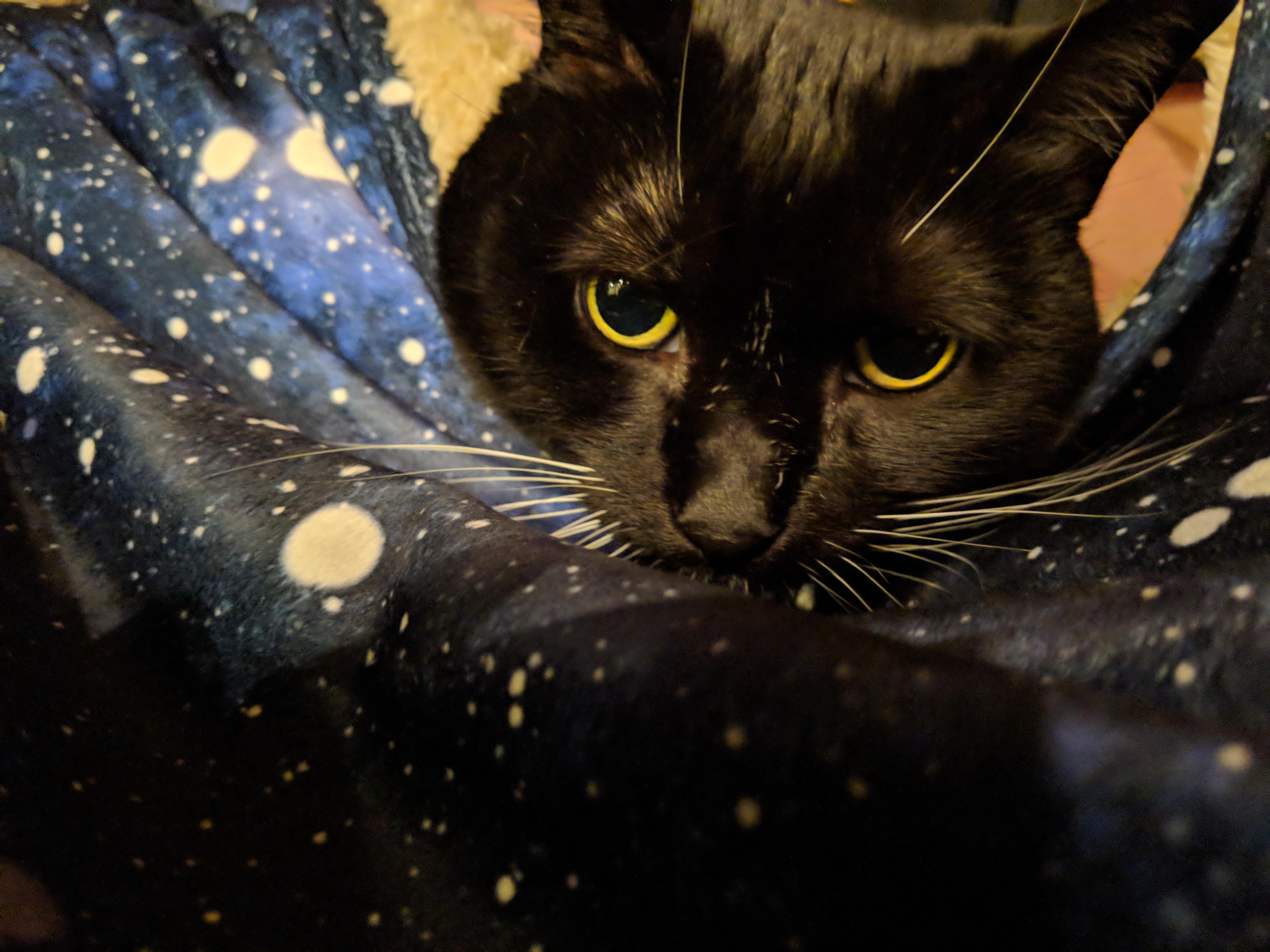 Cozy space cat | Scrolller