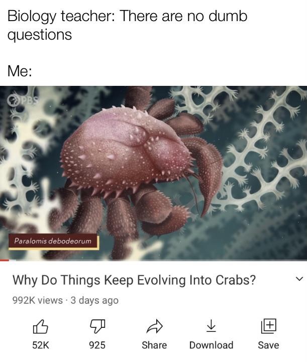 Crab rave intensifies | Scrolller