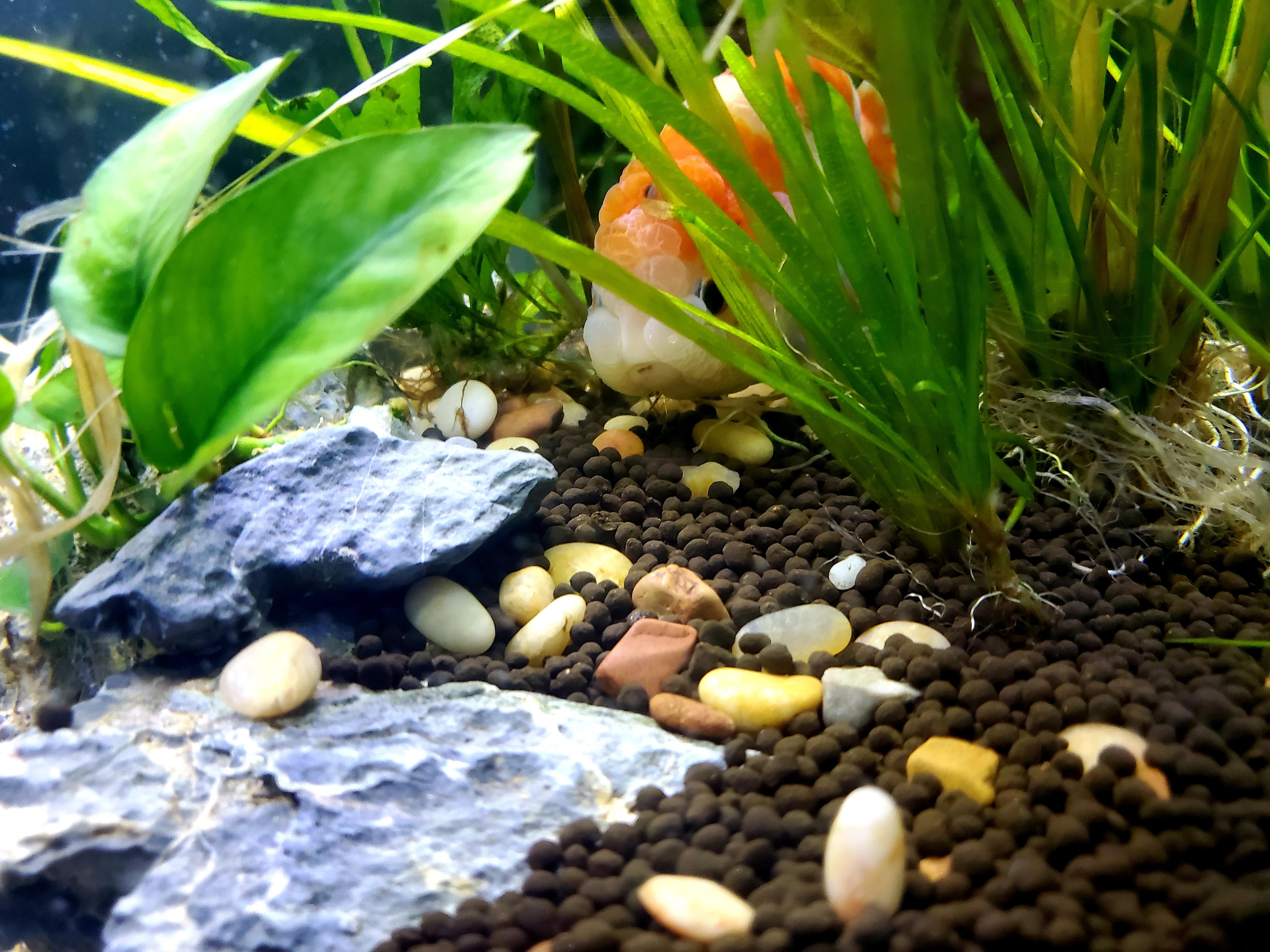 Cream Puff has evolved her stalking skills... | Scrolller