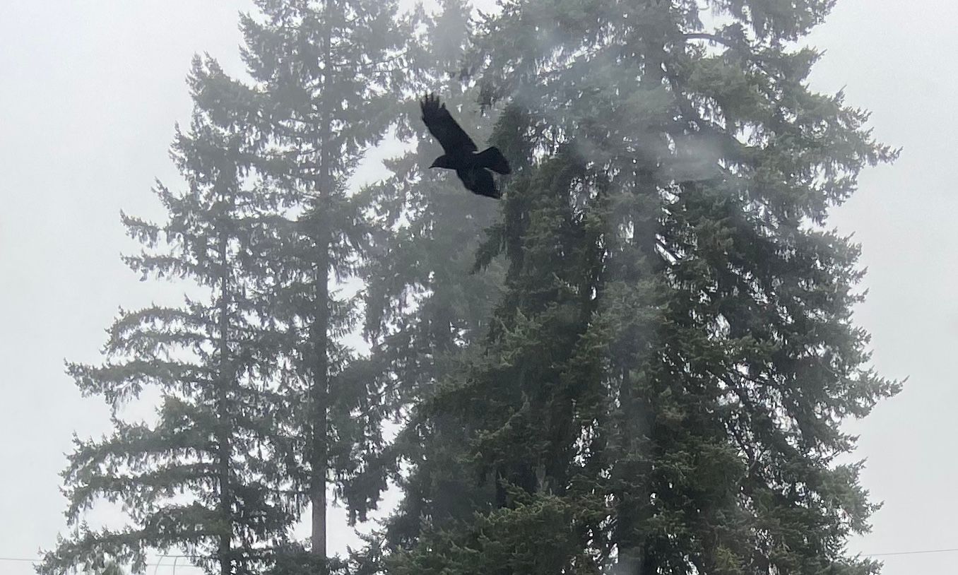 Crow watching this morning | Scrolller