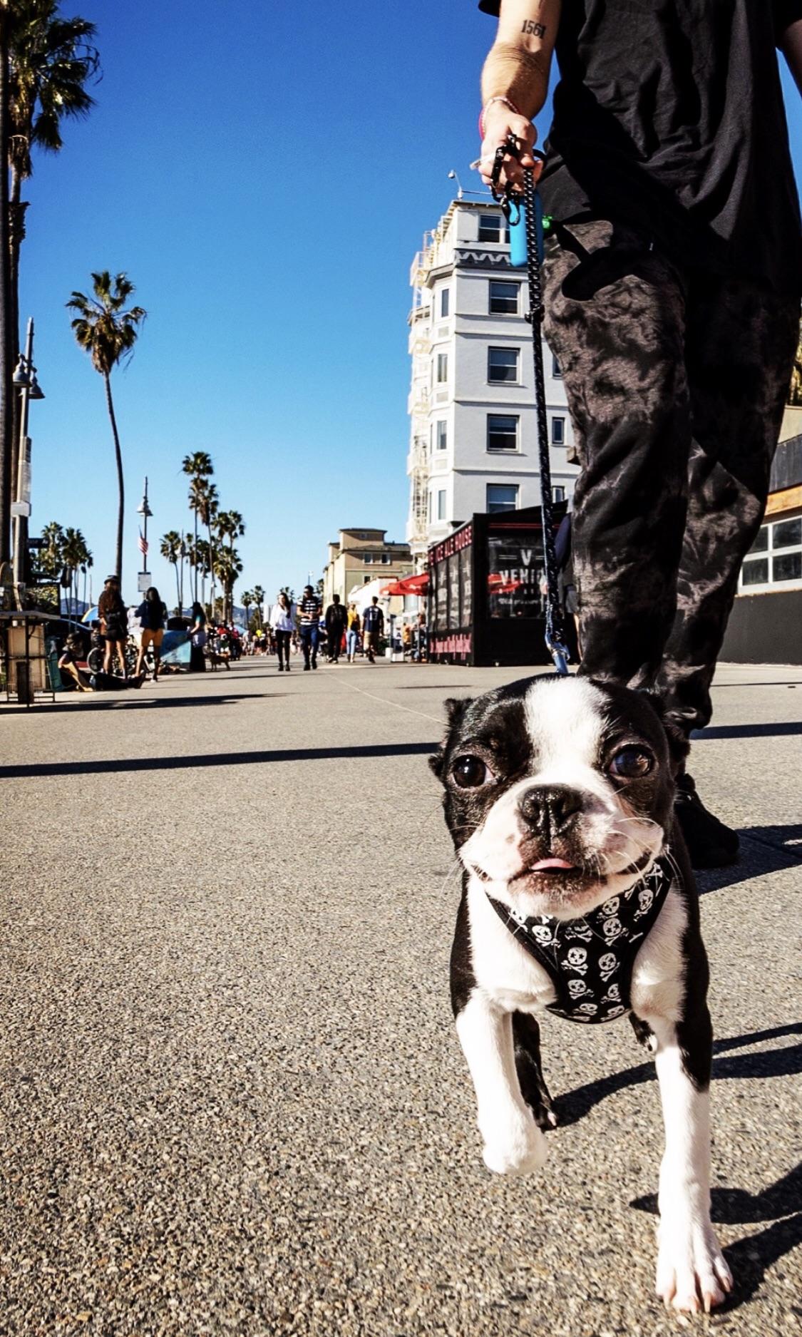 Cruising Venice Beach | Scrolller