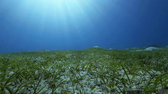 Crystal clear waters around Balicasag island in Philippines. | Scrolller