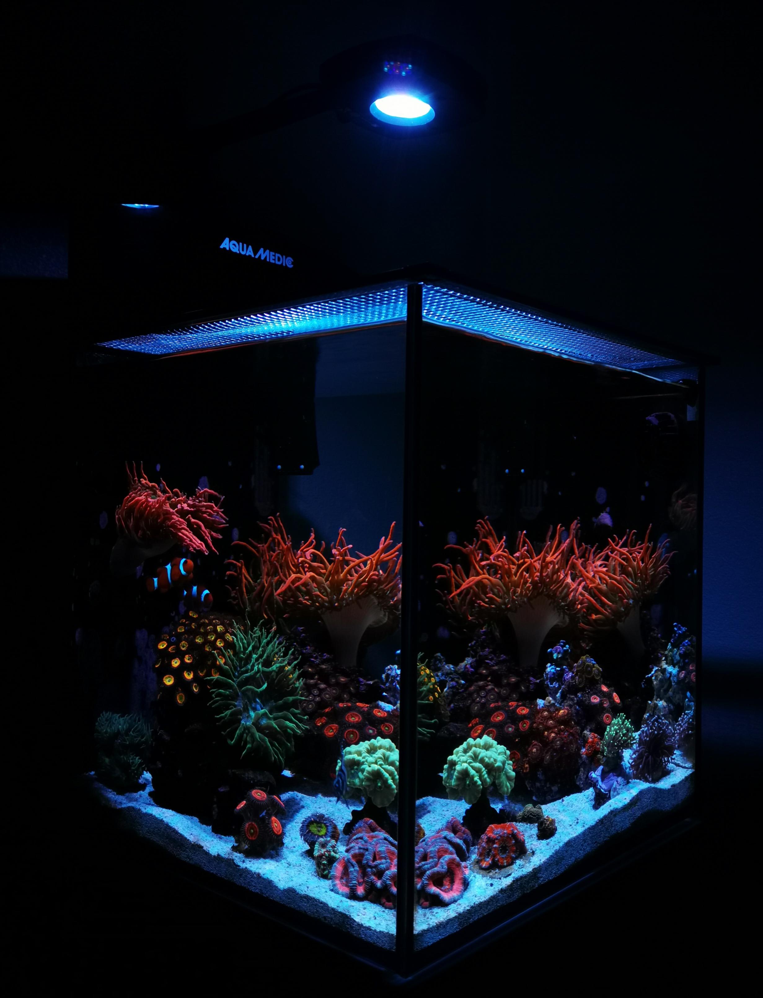 Cube reef | Scrolller