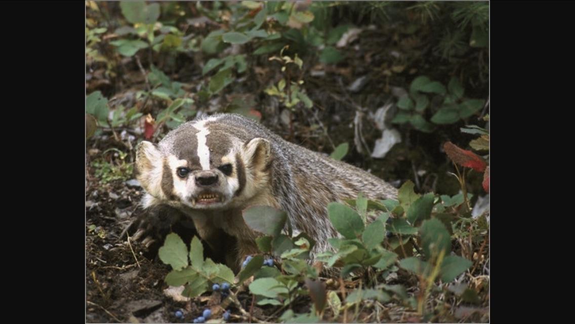 Cuckold badger | Scrolller