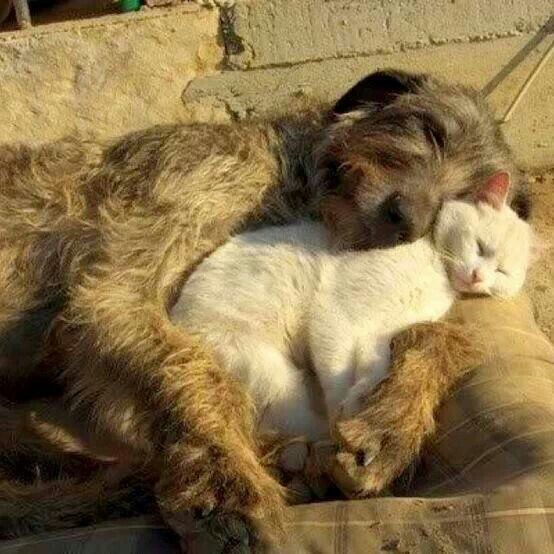 Cuddle Buddies | Scrolller