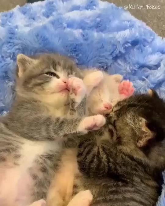 Cuddle puddle | Scrolller