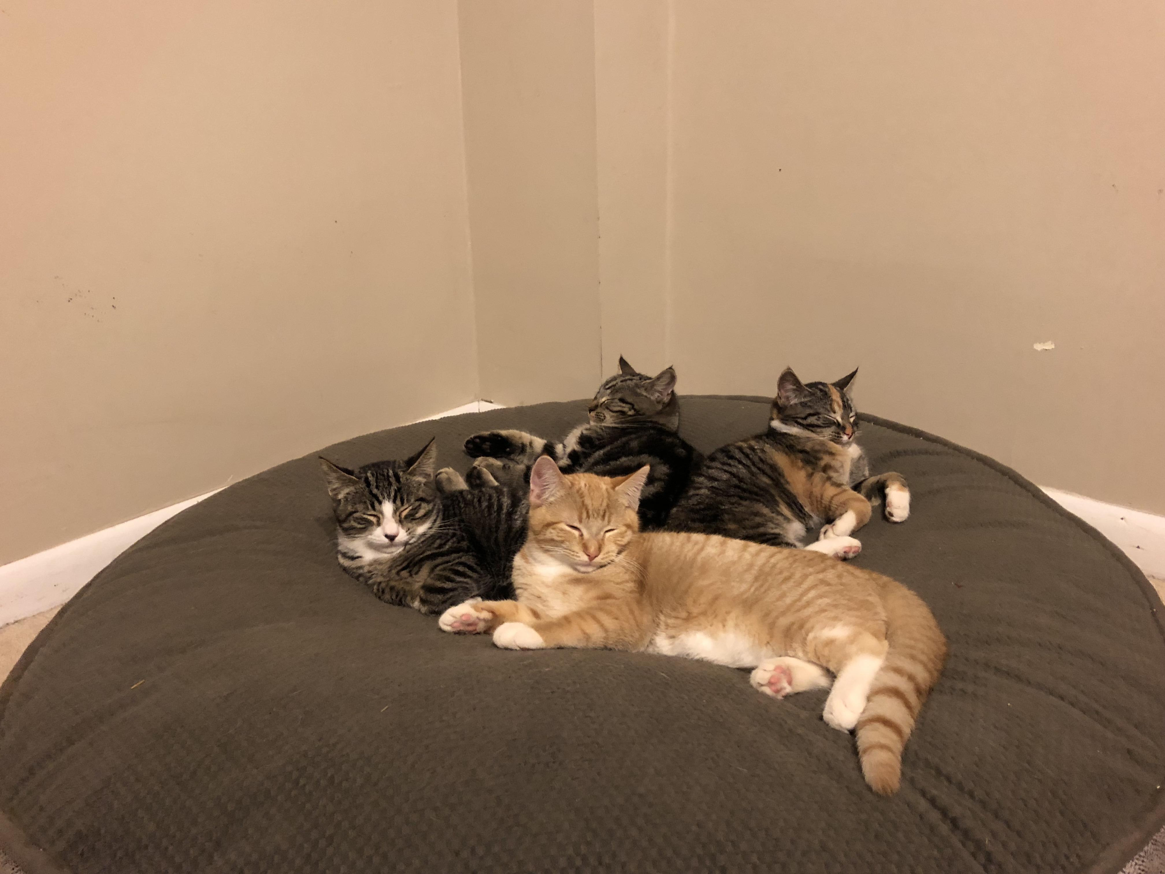 Cuddle puddle kittens on the doggo bed. | Scrolller