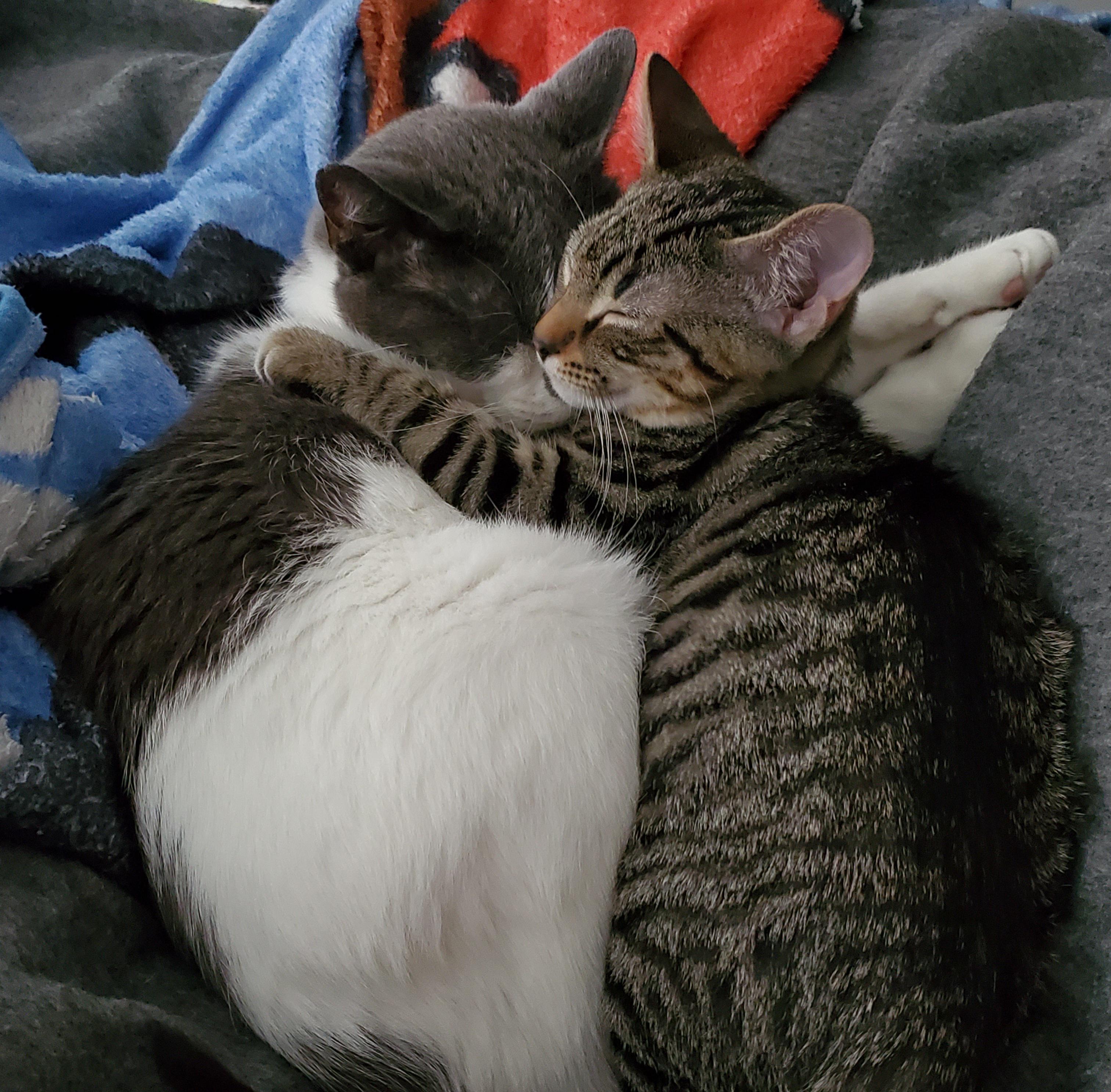 Cuddling Constantly | Scrolller