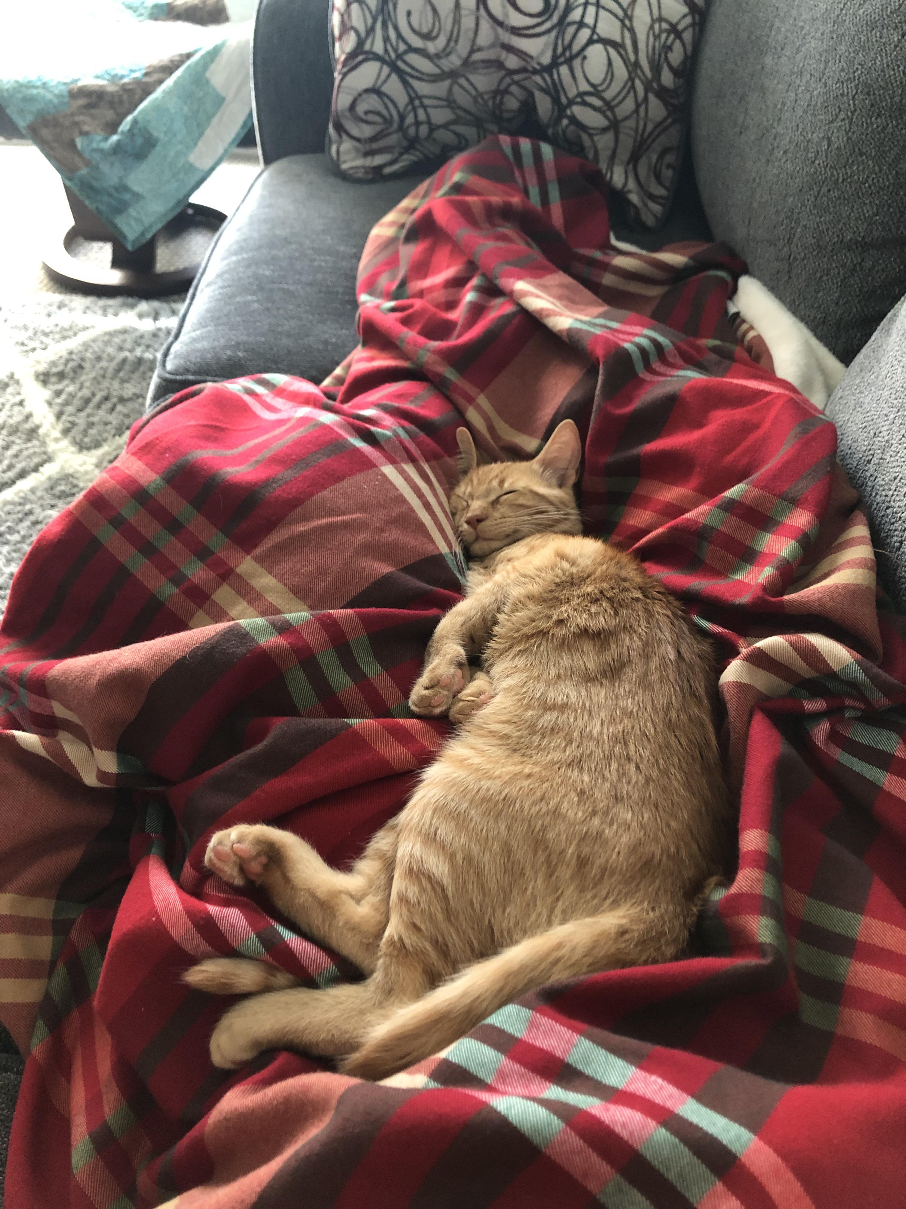 Cuddling with my ginger BFF | Scrolller