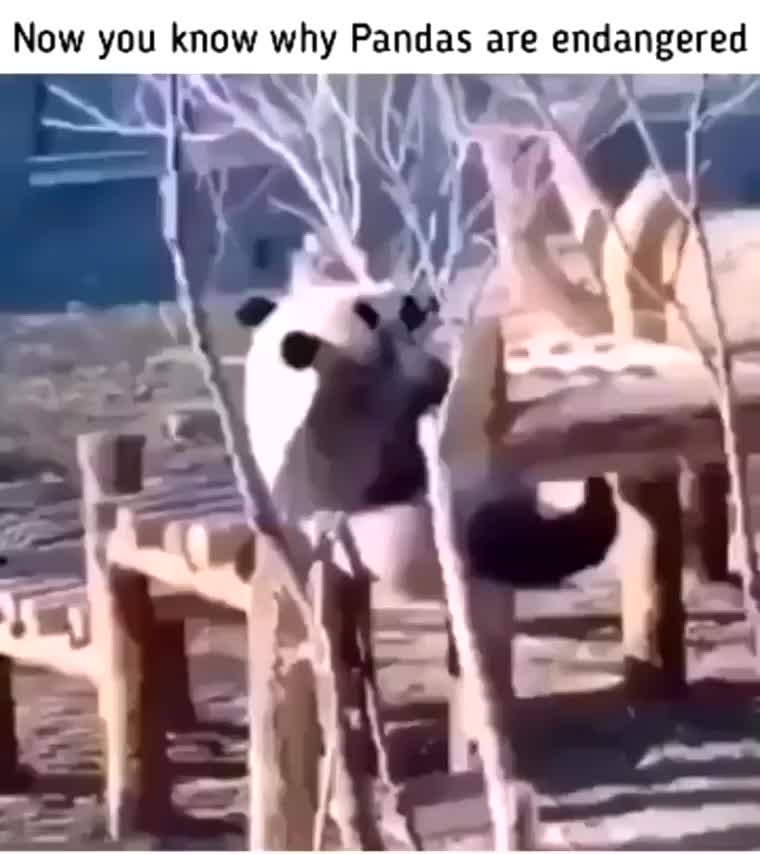 Cue Benny hill theme song | Scrolller