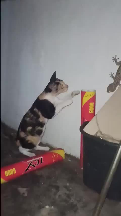 Curiosity killed the... | Scrolller