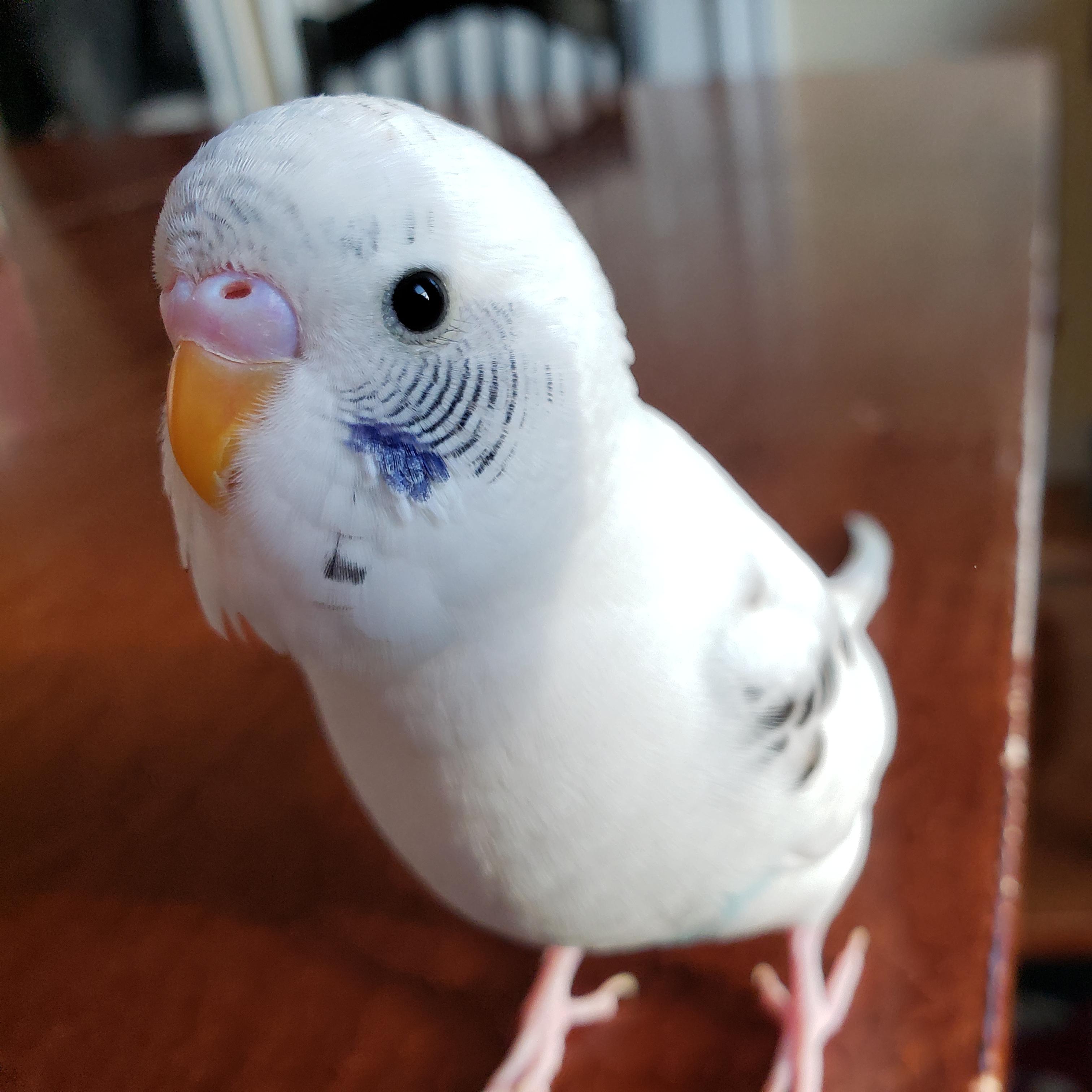 Curious Boy | Scrolller