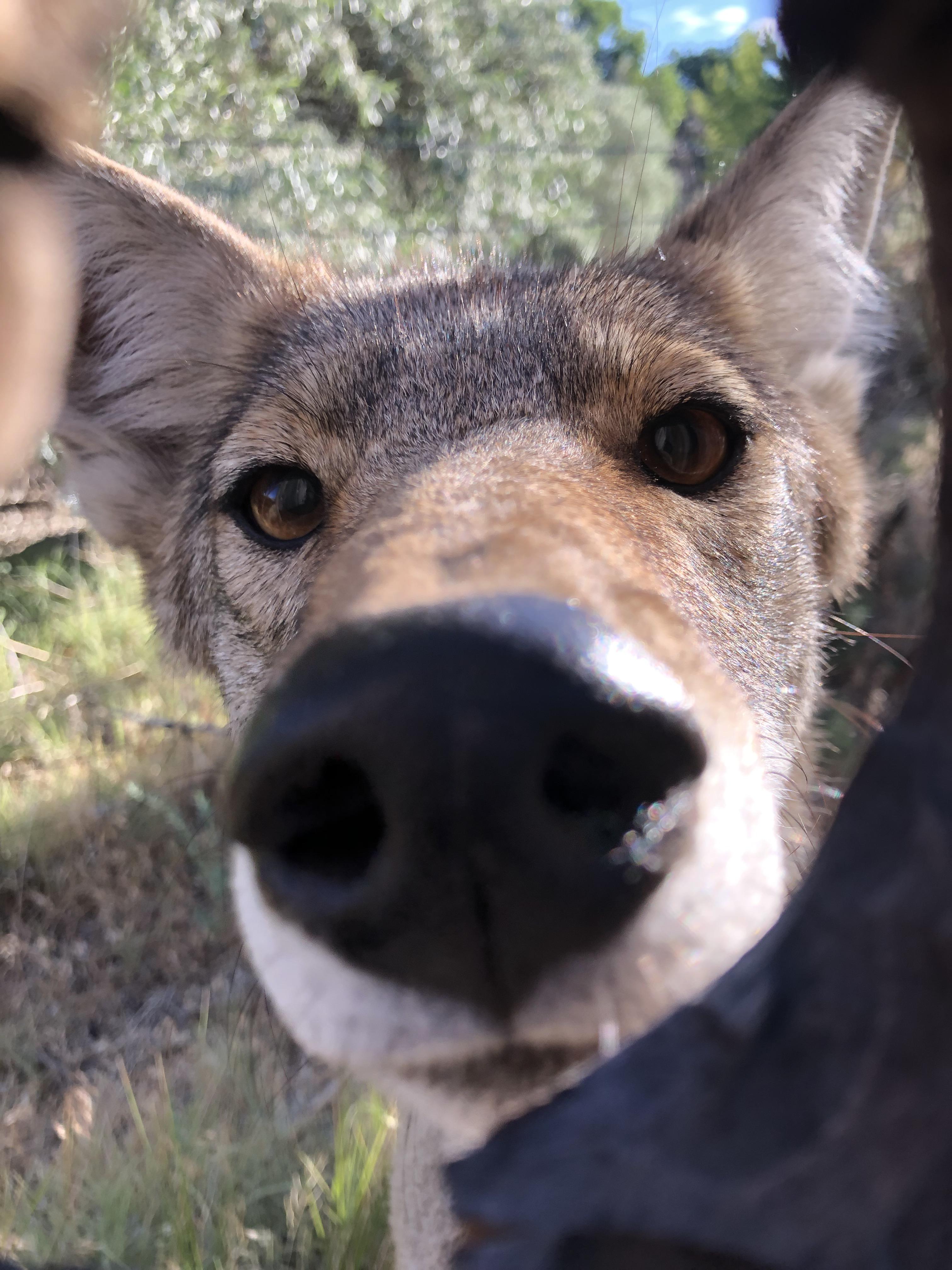 Curious coyote snooping through the fence | Scrolller