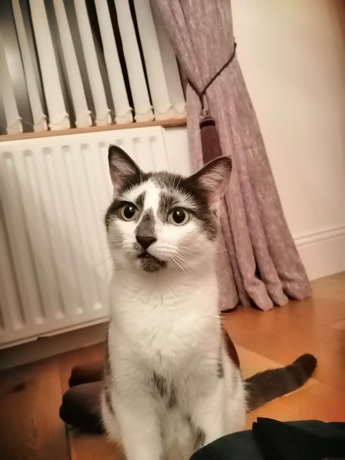 Curious lil rascal | Scrolller