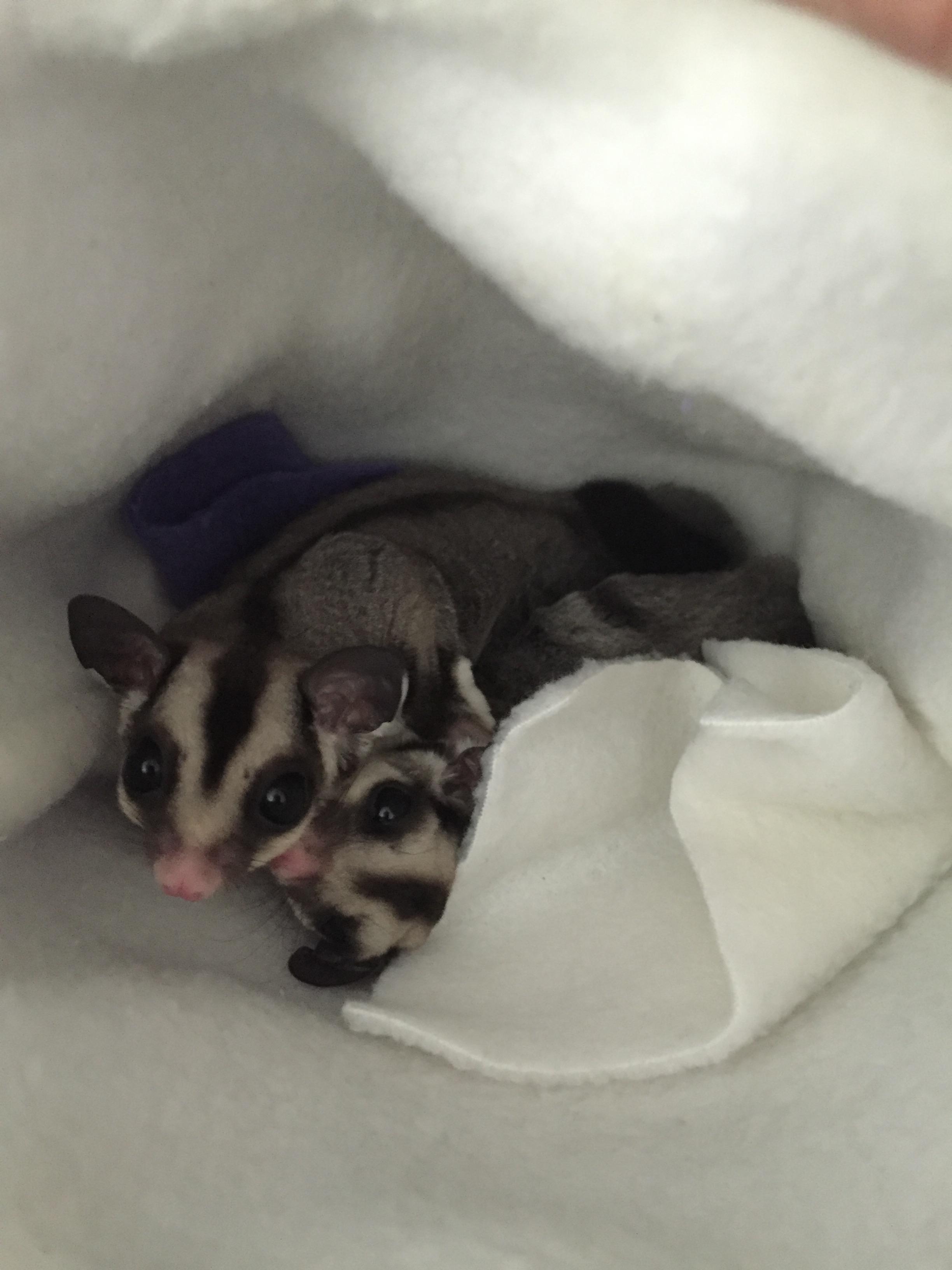 Curious little gliders | Scrolller