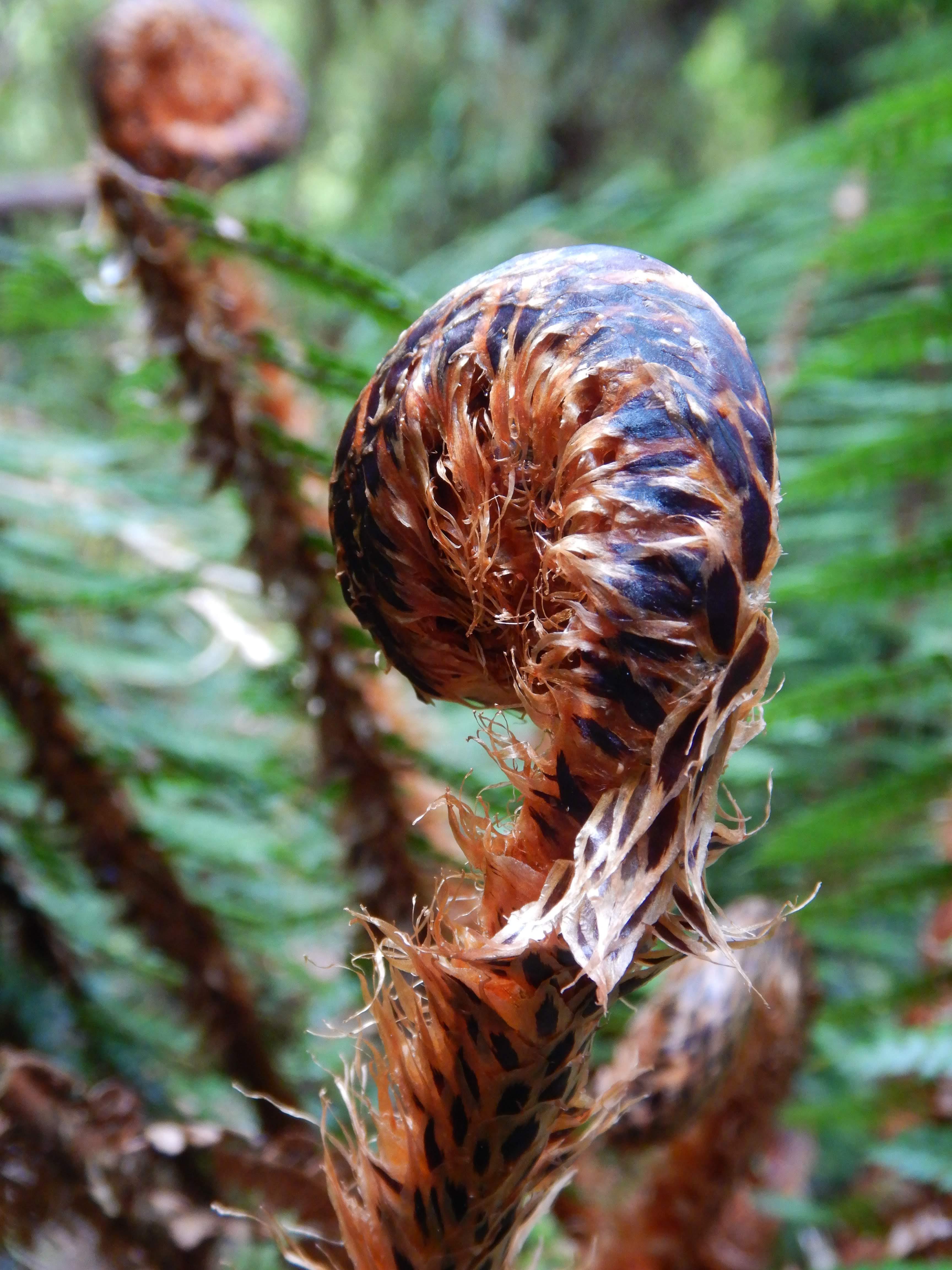 Curled fern | Scrolller