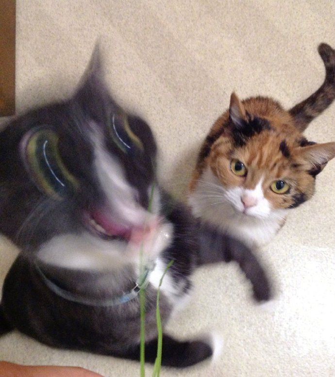 Cursed_attack | Scrolller