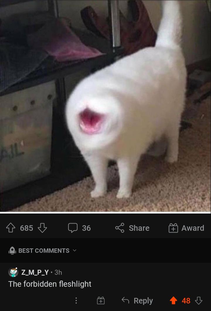 cursed_Cat | Scrolller