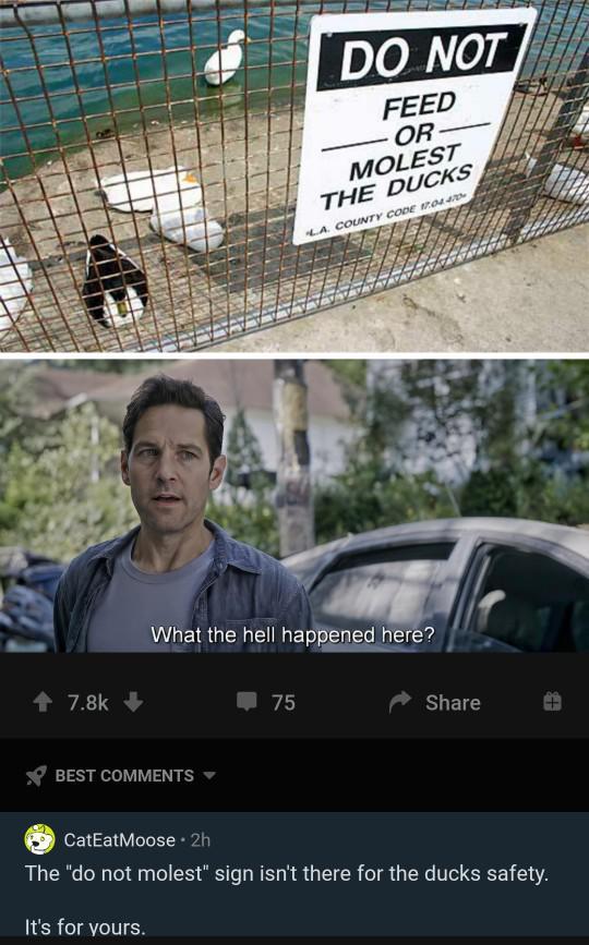 Cursed_ducks | Scrolller