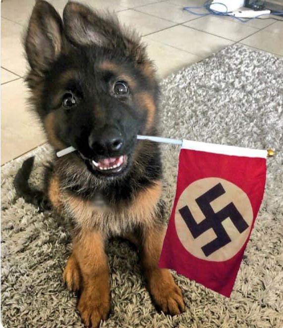 cursed_german shepherd | Scrolller
