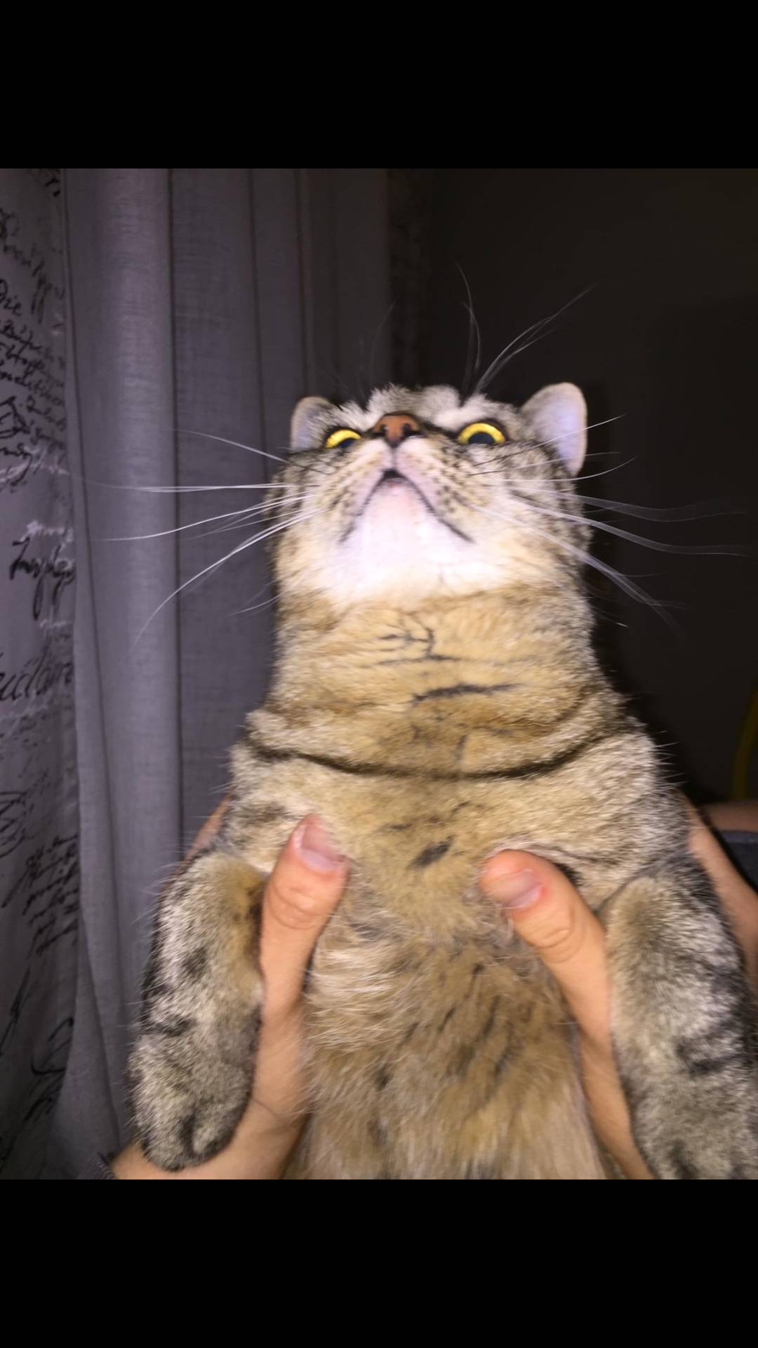 cursed_look | Scrolller