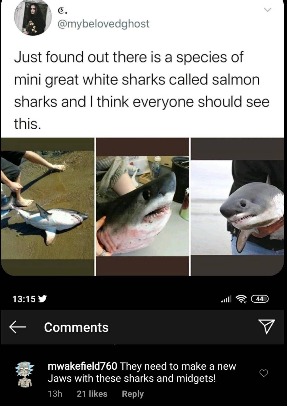 Mini great white sharks? | Scrolller