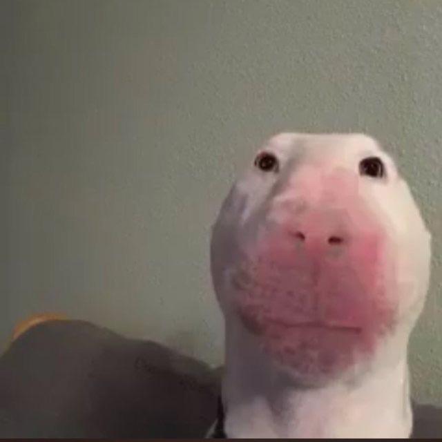 Cursed Walter | Scrolller