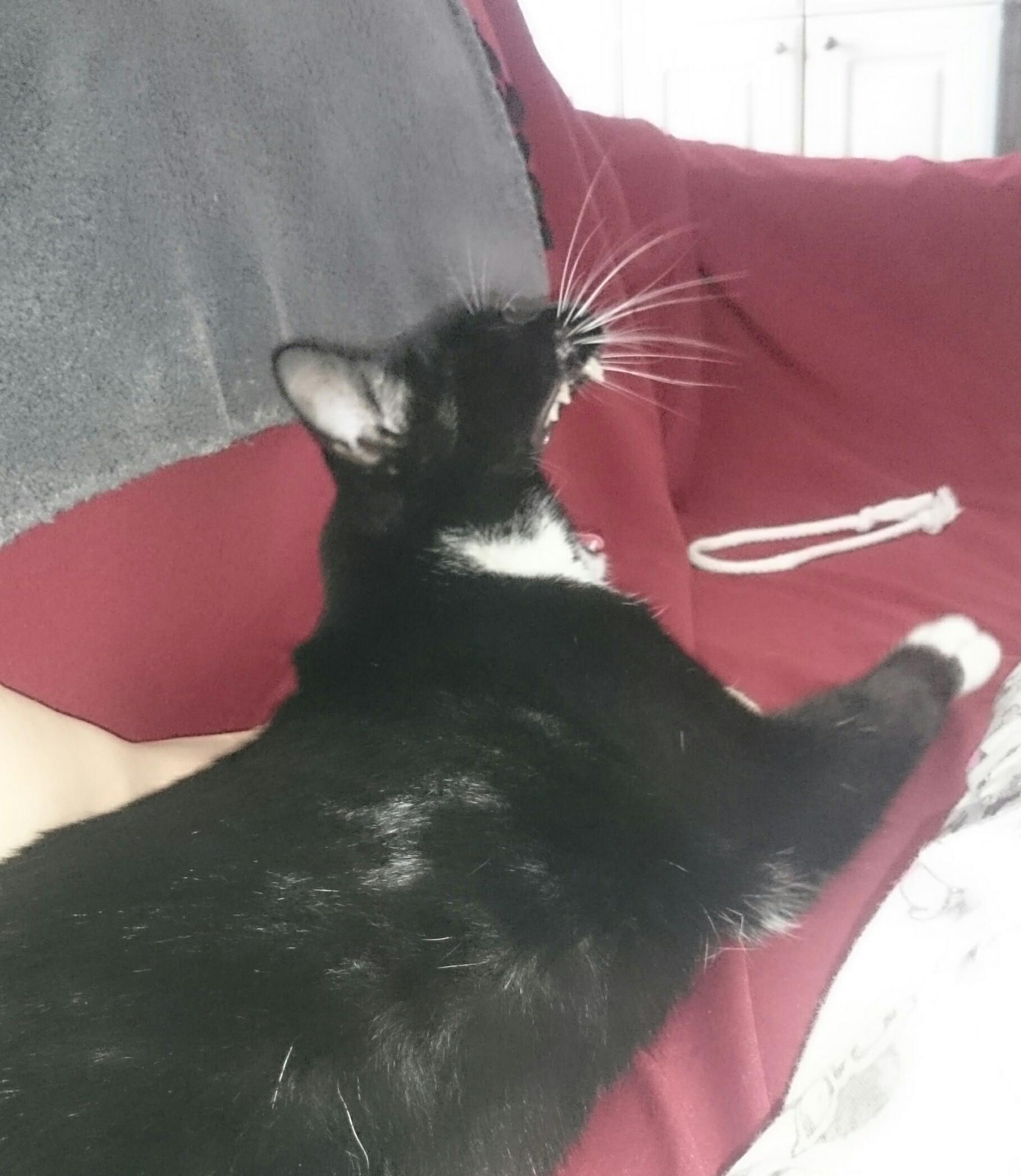 Cursed_Yawn | Scrolller