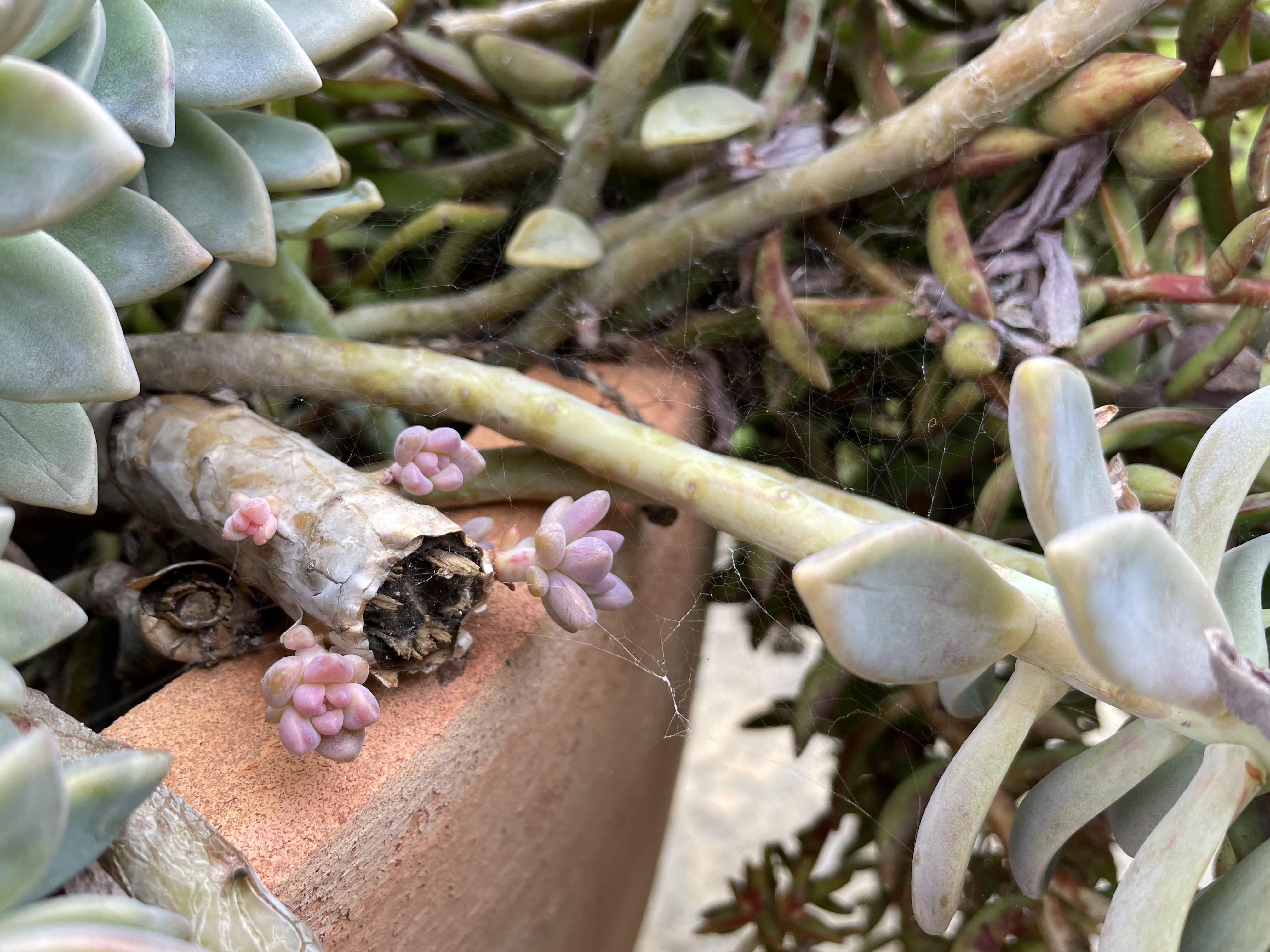 “Cut off one head, two more will take it’s place.” | Scrolller