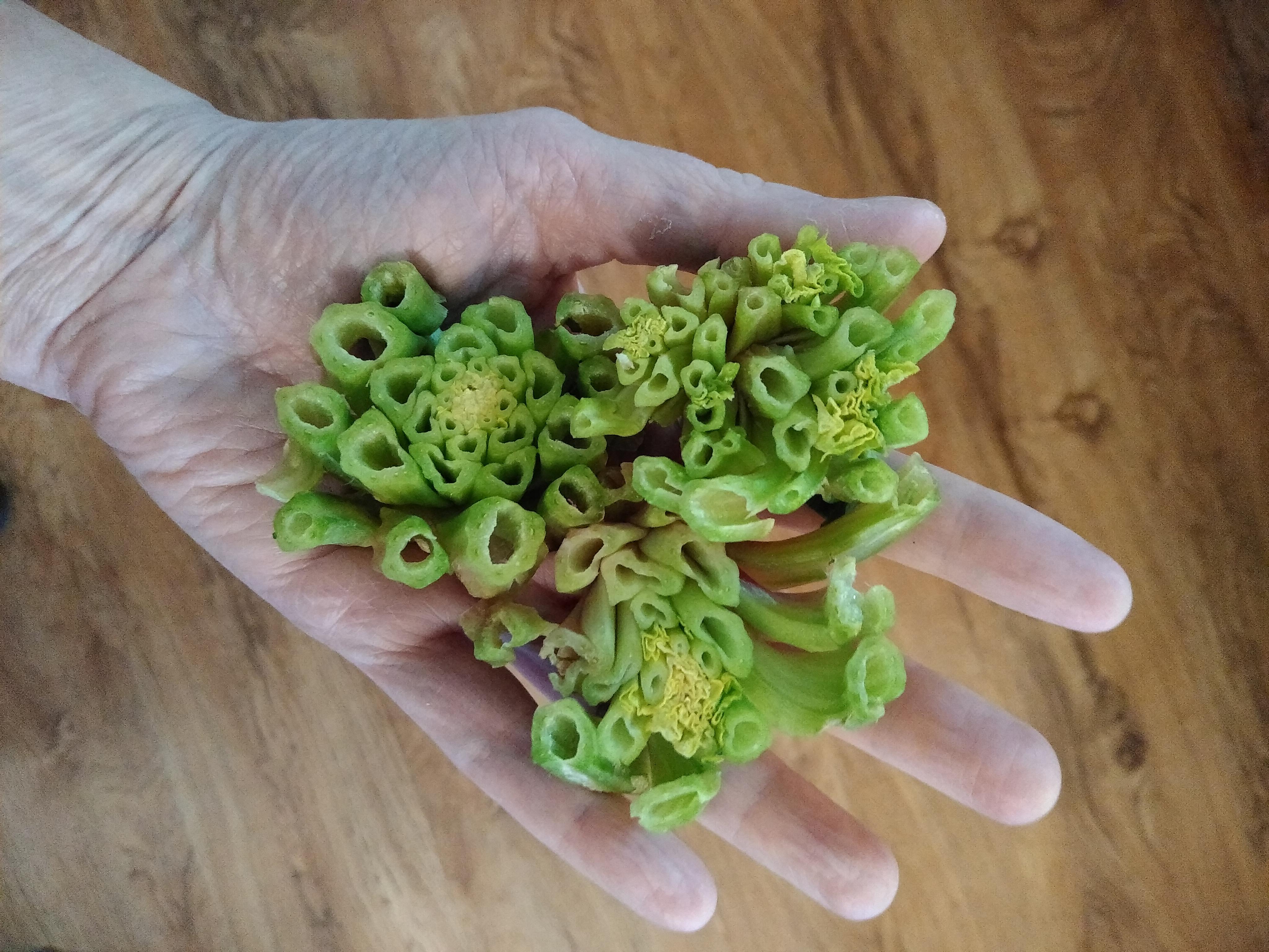 Cut stems of spinach | Scrolller