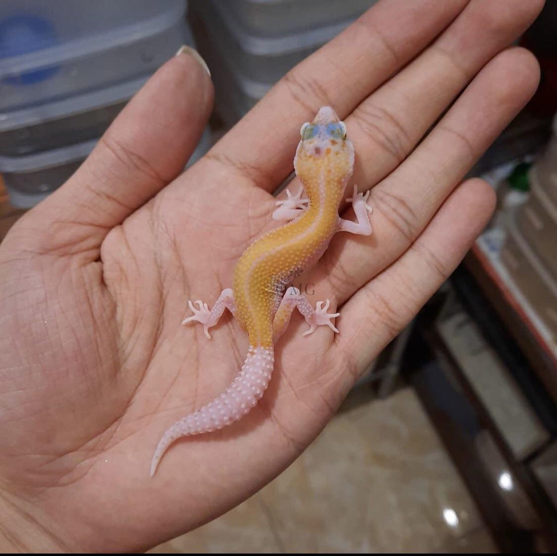 Cute baby leopard | Scrolller