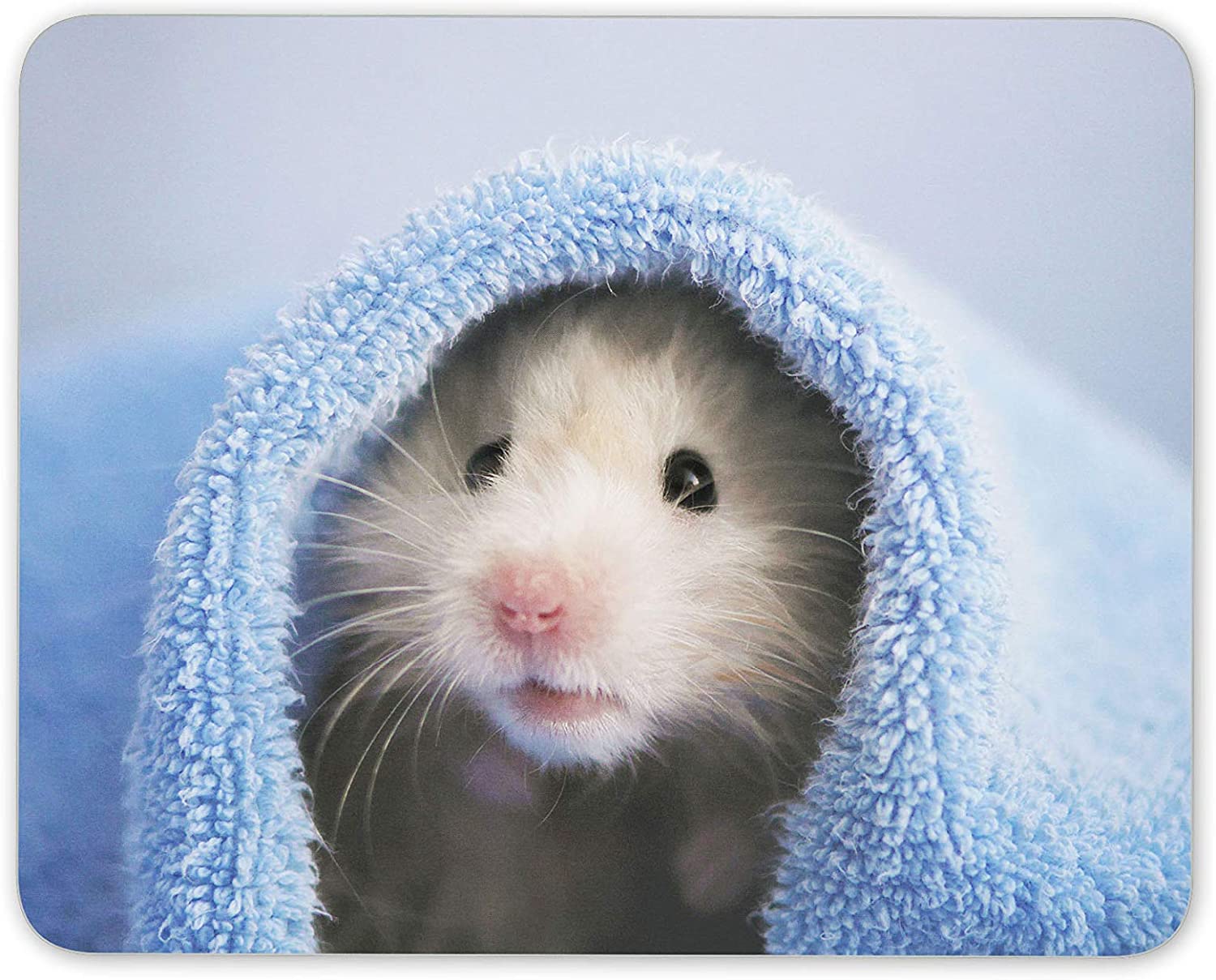 Cute Hamster | Scrolller