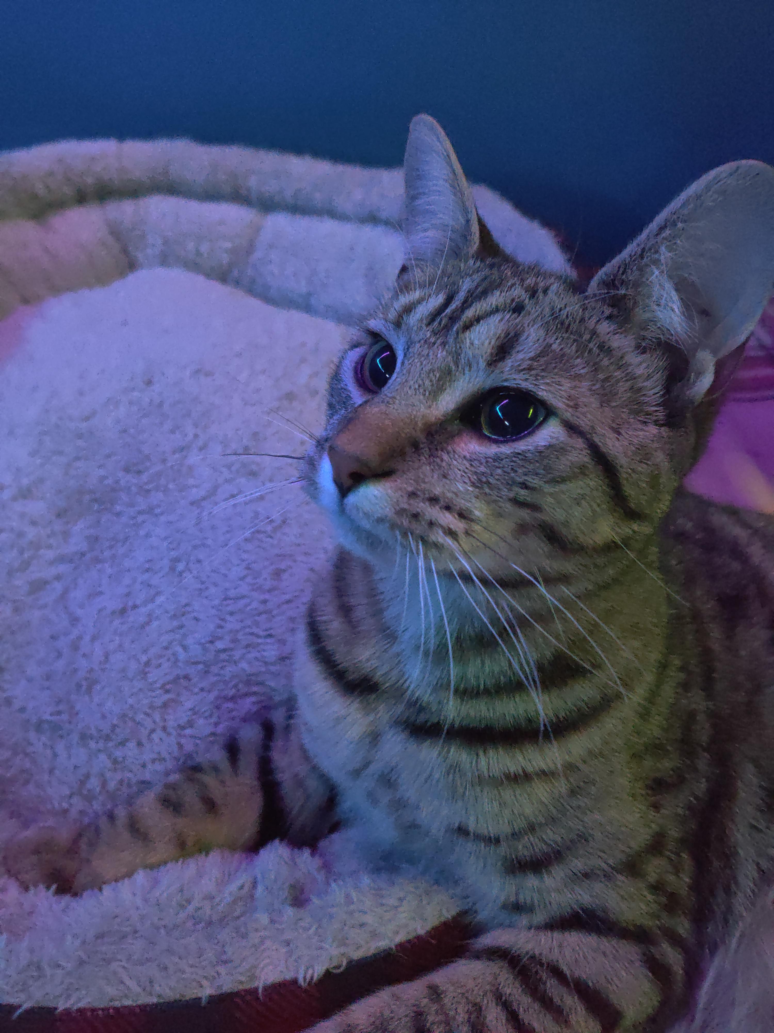 Cute kitty | Scrolller