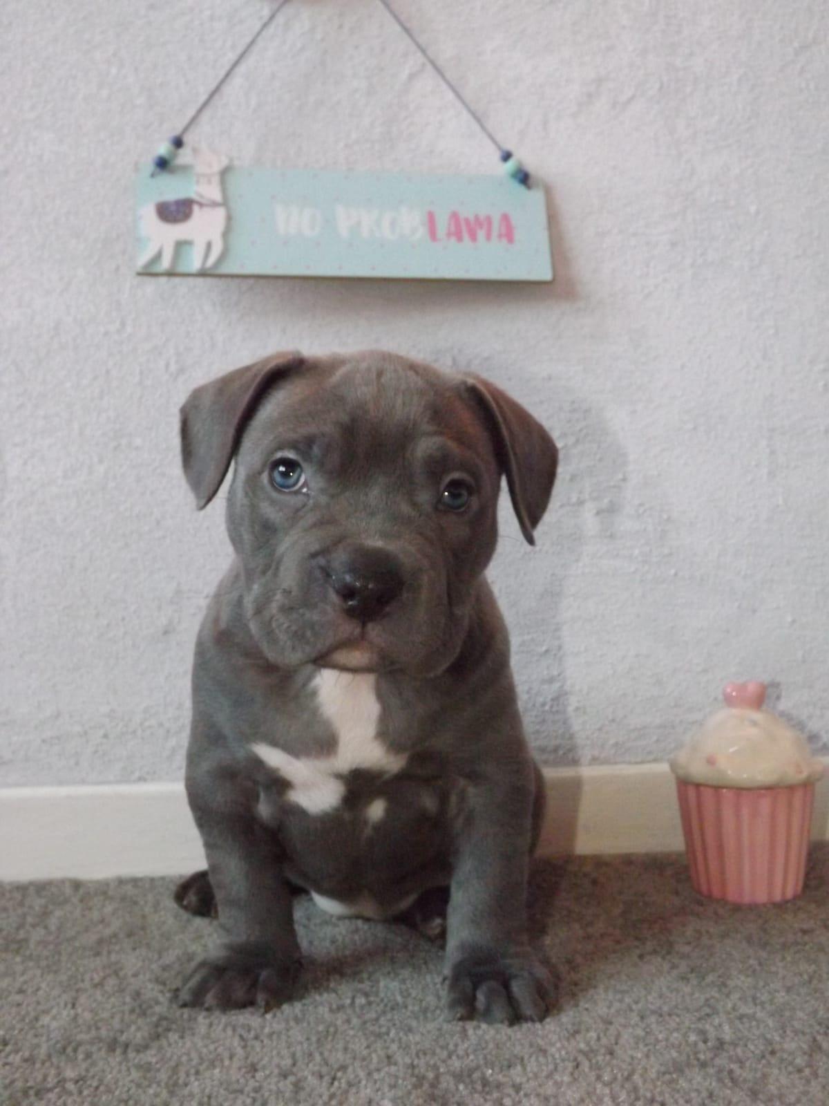 Cute lil doggo | Scrolller